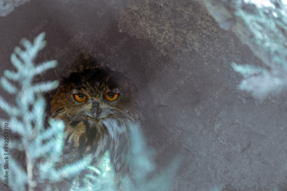 Judging orange eyed owl at Parc Ornithologique du Pont de Gau (Saintes ...