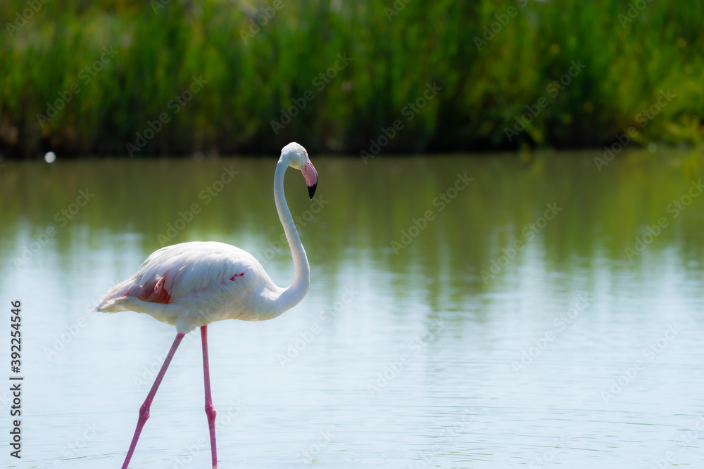 Flamingo walking in the lake at Parc Ornithologique du Pont de Gau ...