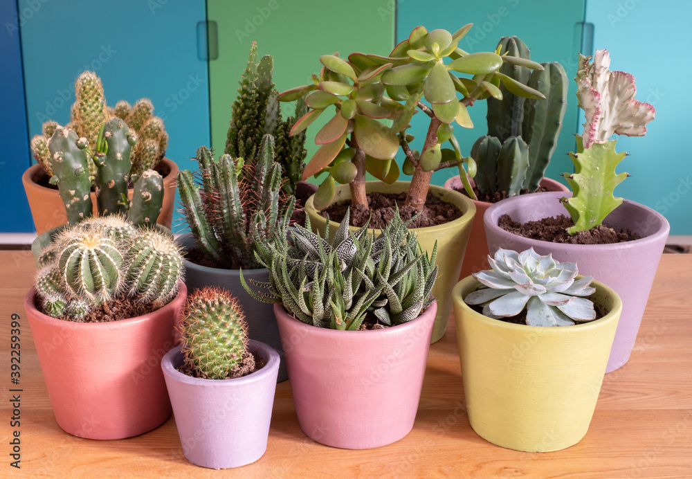 Cacti and succulents displayed in front of a window. The colourful pots ...