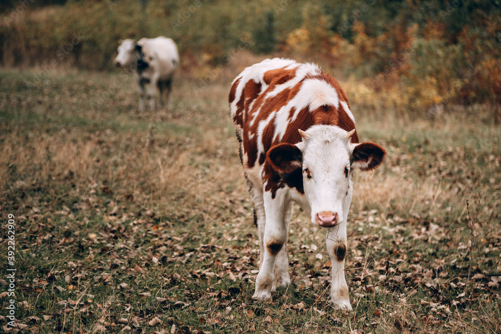 Portrait of a Cow in a clearing. Thoroughbred bull from the farm. A ...