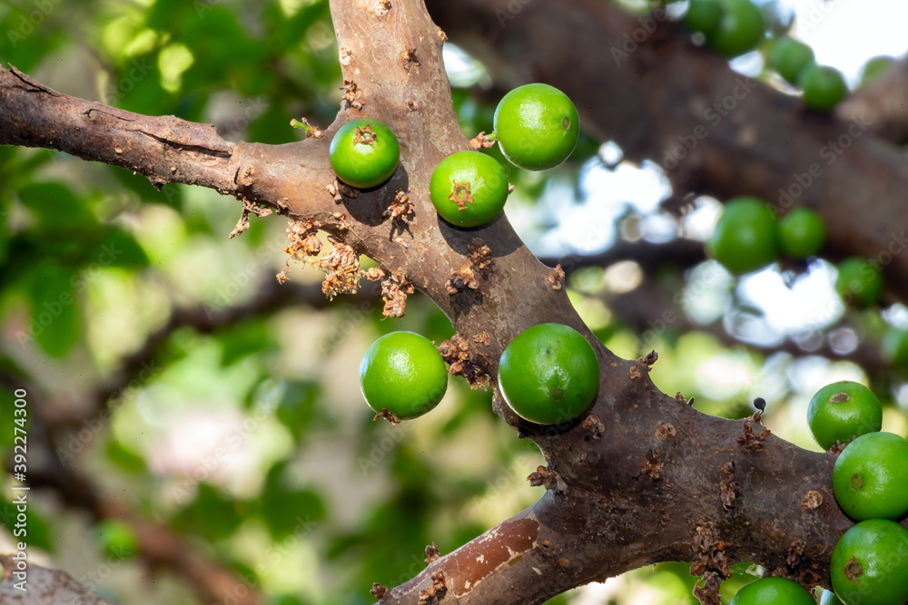 Foto de Jabuticaba season. The fruit of the jaboticaba growing on the ...