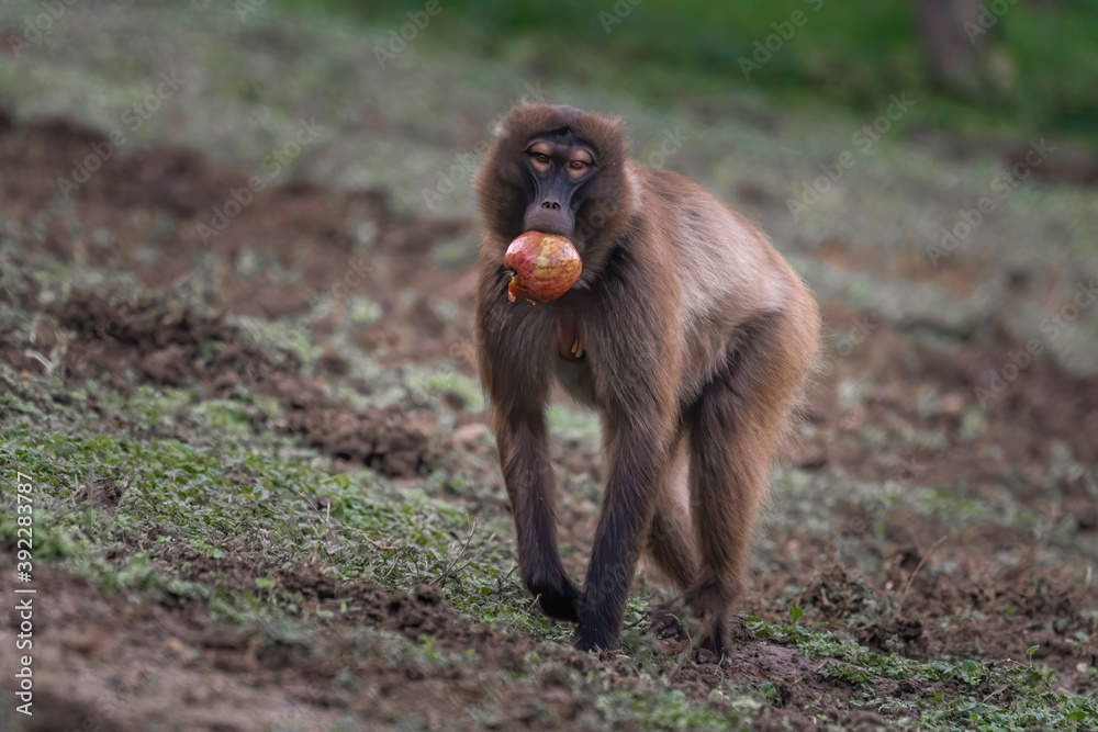 tier, wild lebende tiere, wild, natur, säugetier, makak, baby, tierpark ...