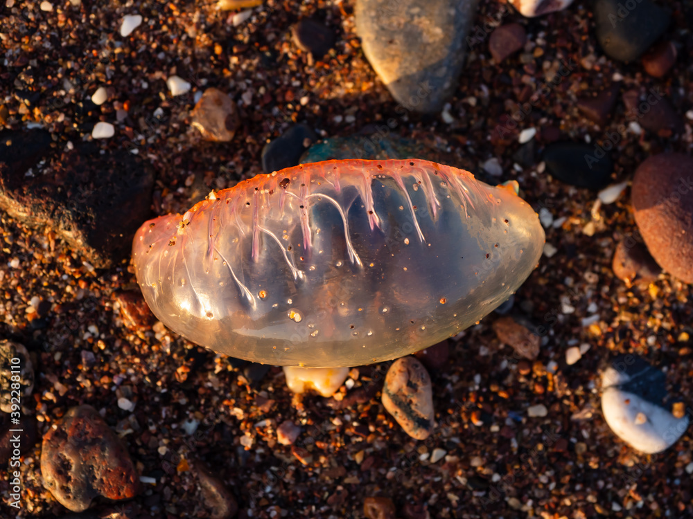 Portuguese Man O' War marine hydrozoan washed up on a beach in Devon ...