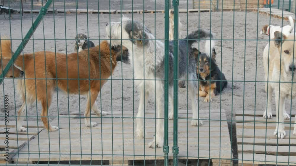 Unwanted and homeless dogs barking in animal shelter and wag their tail ...