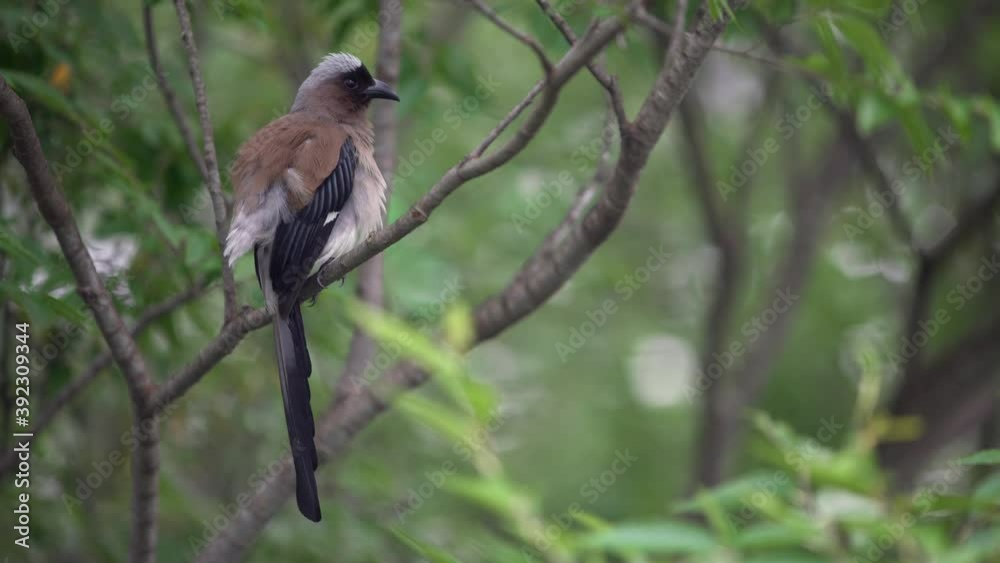 Vidéo Stock 4K, A Grey Treepie, also known as the Himalayan treepie ...