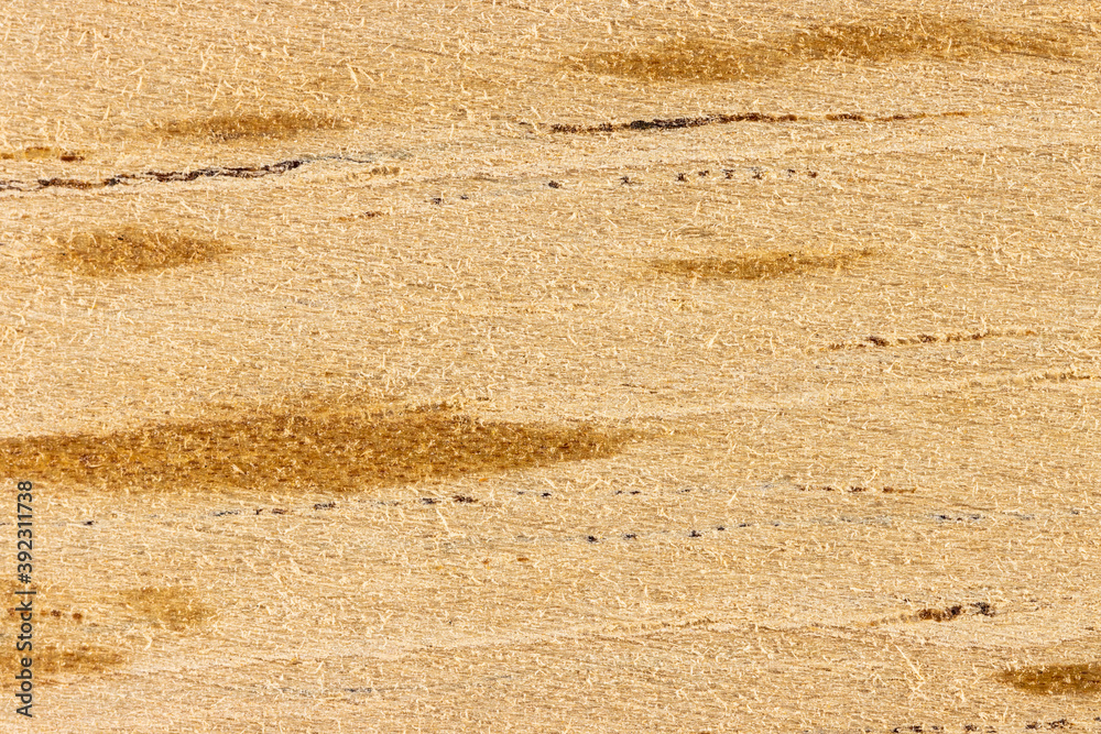 Wood Cross Section Texture Background Stock Photo | Adobe Stock