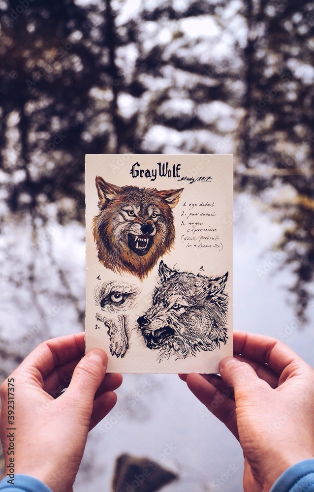 Wolf Study Stock Photo Adobe Stock