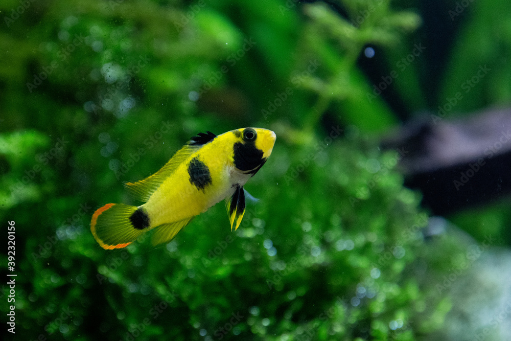 Apistogramma nijsseni, panda dwarf cichlid, southamerican dwarf cichlid ...