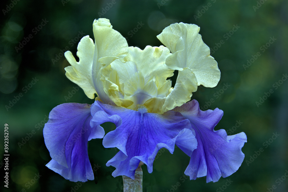 Closeup of colorful bearded iris blossom (Iris germanica) with pale ...