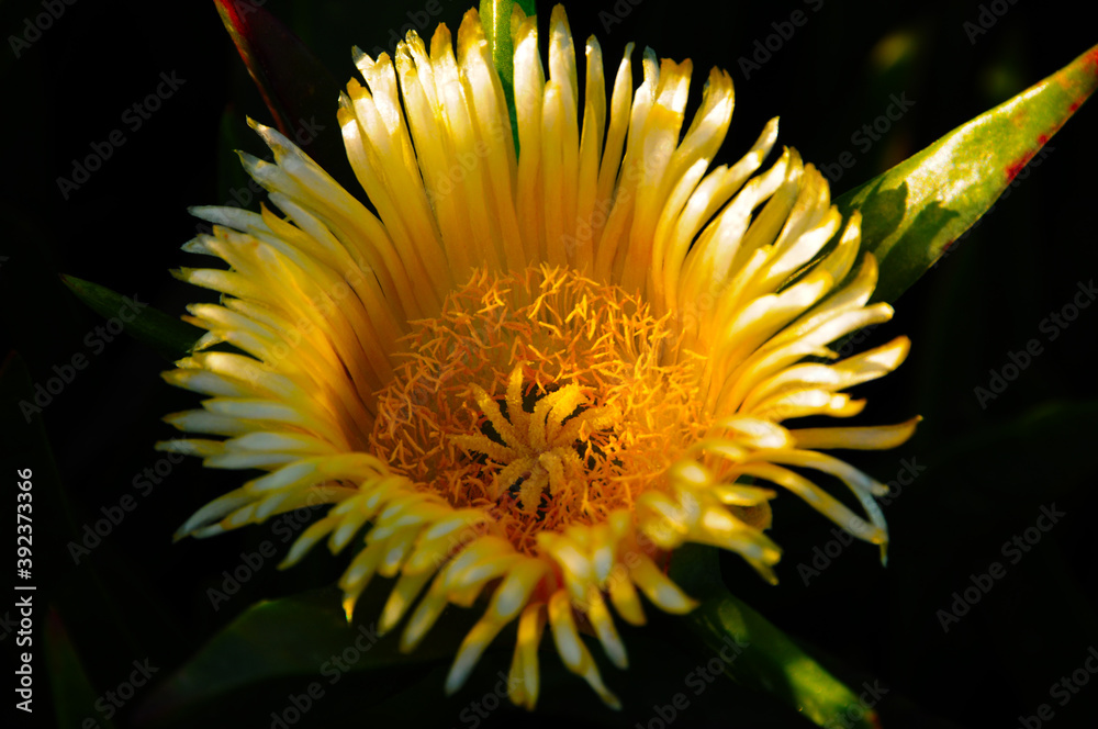 Conicosia is a genus of succulent plants in the ice plant family native ...