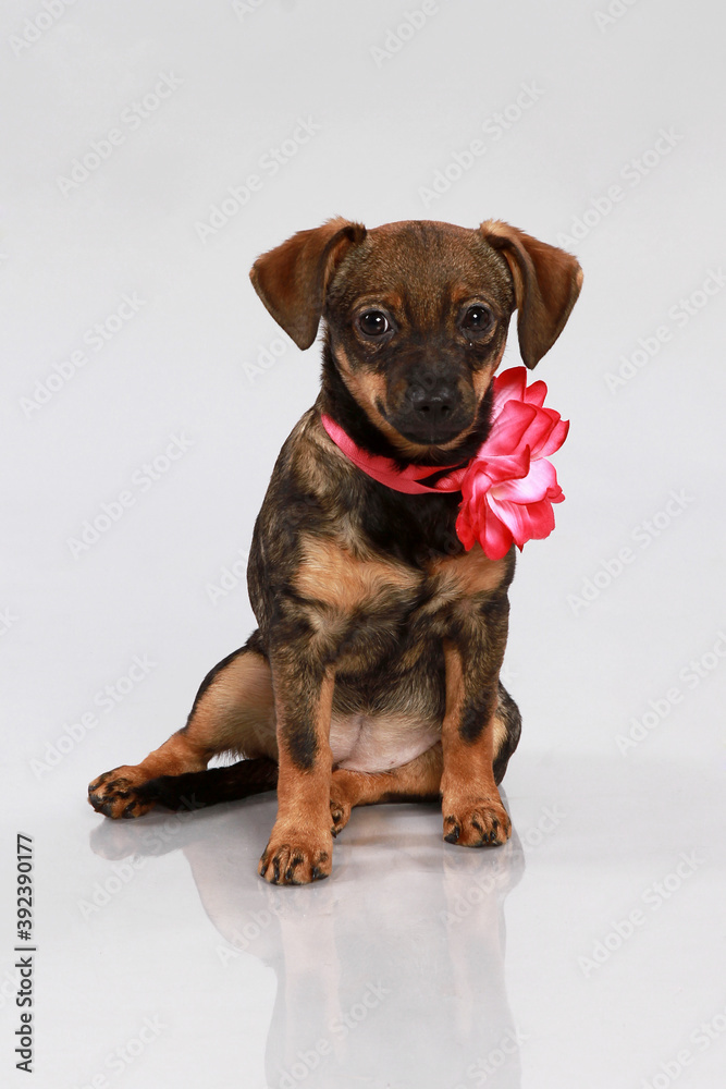 Miniature Pinscher Mix Red