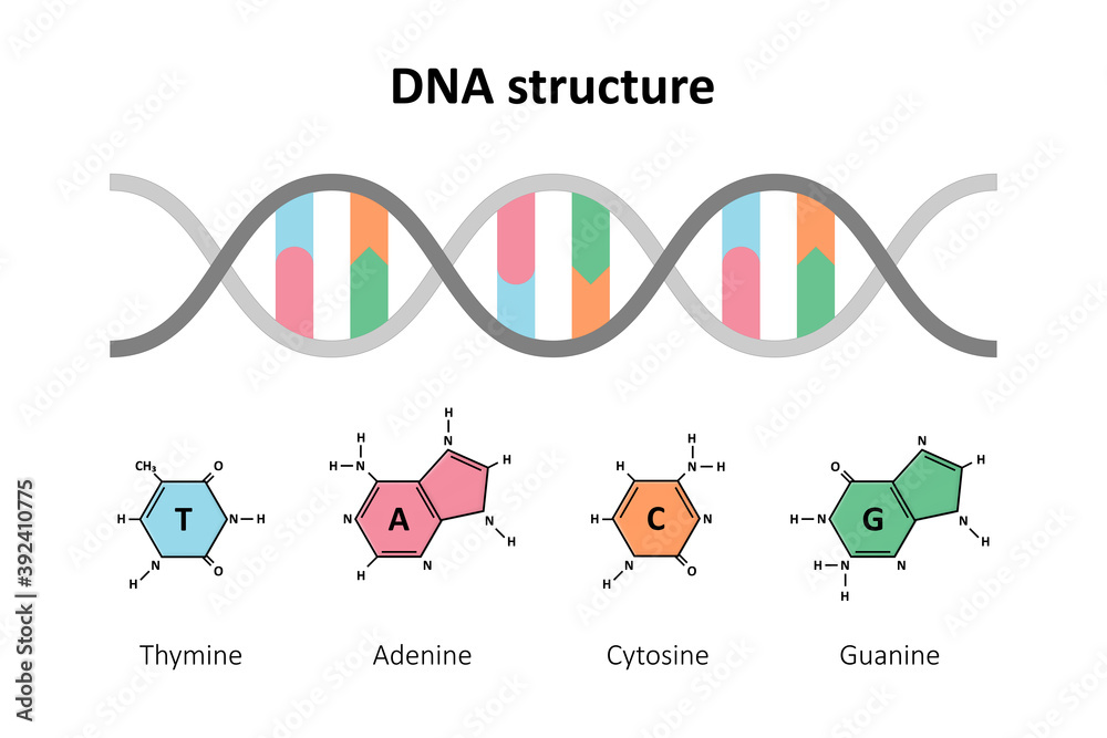 DNA structure double helix, Deoxyribonucleic acids, Nitrogenous base ...