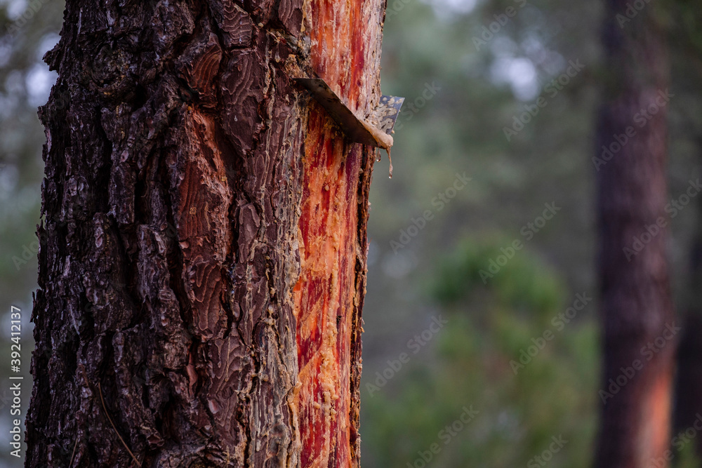 resin extraction in a Pinus pinaster forest, Montes de Coca, Segovia ...