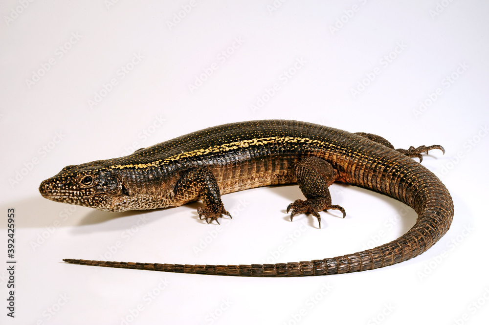 Felsenschildechse // Giant plated lizard (Gerrhosaurus validus ...