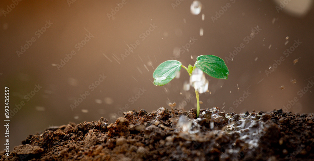 Young plant growing on soil with drop water on leaf and splashing ...