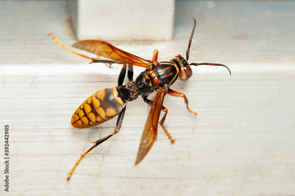 Close-up of Asian Giant Hornet or Japanese Giant Hornet (Vespa ...