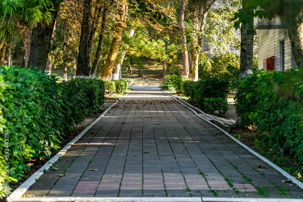 An alley and path among green vegetation, grass and trees with shrubs ...