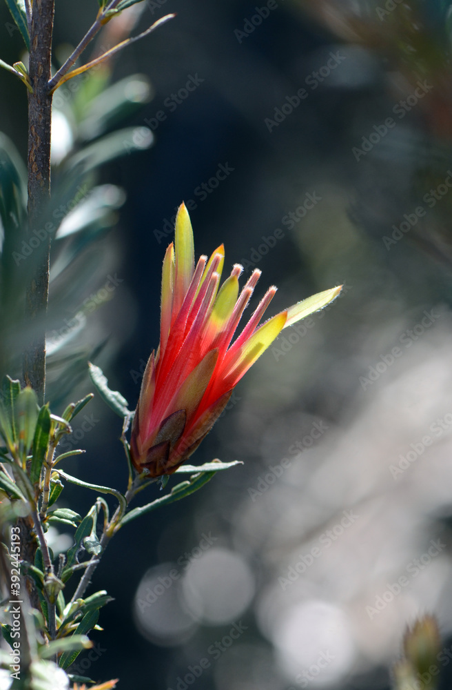 Back lit red flower of the Australian native Mountain Devil, Lambertia ...