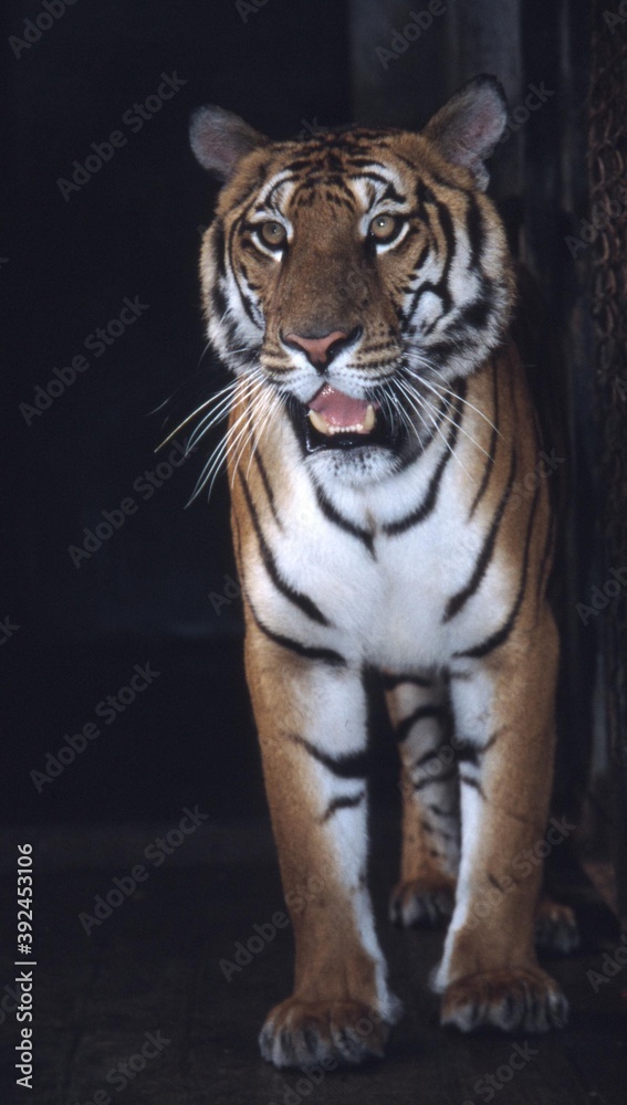 The rarest South China tiger, Panthera tigris amoyensis, in a breeding ...