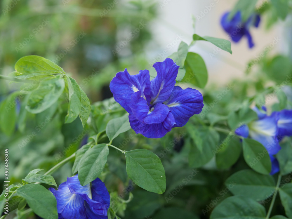 Butterfly pea (Clitoria ternatea L.) with purple flowers. blur green ...