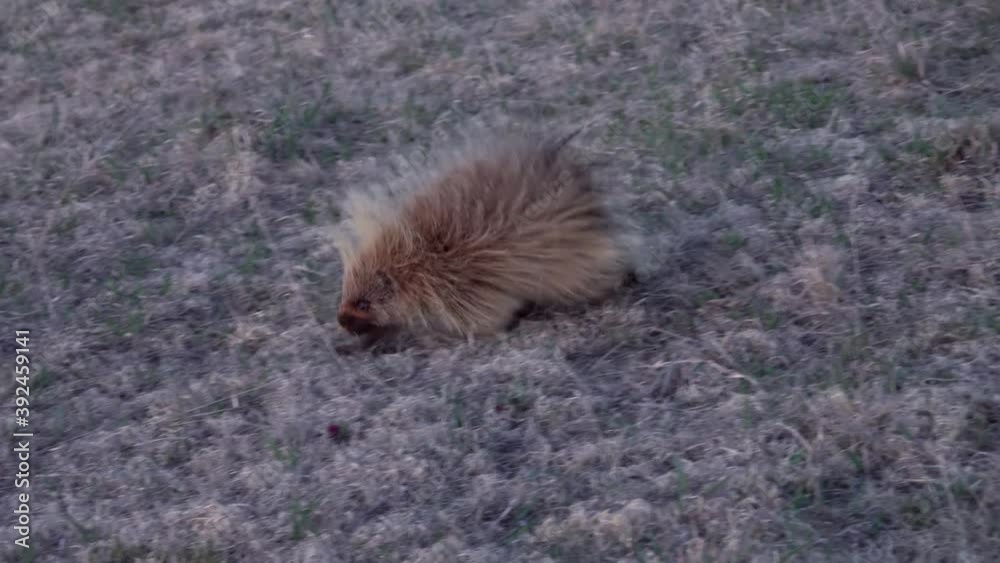 The North American porcupine (Erethizon dorsatum), also known as the ...
