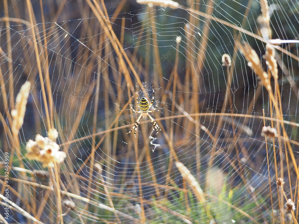 Insecto color negro y amarillo y ocho patas, tejiendo una telaraña ...