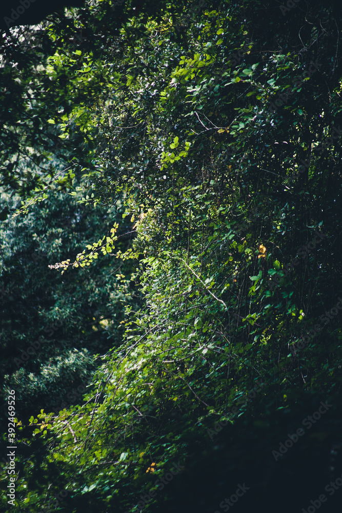 Bramble bush in an autumn forest with the leaves just starting to turn ...