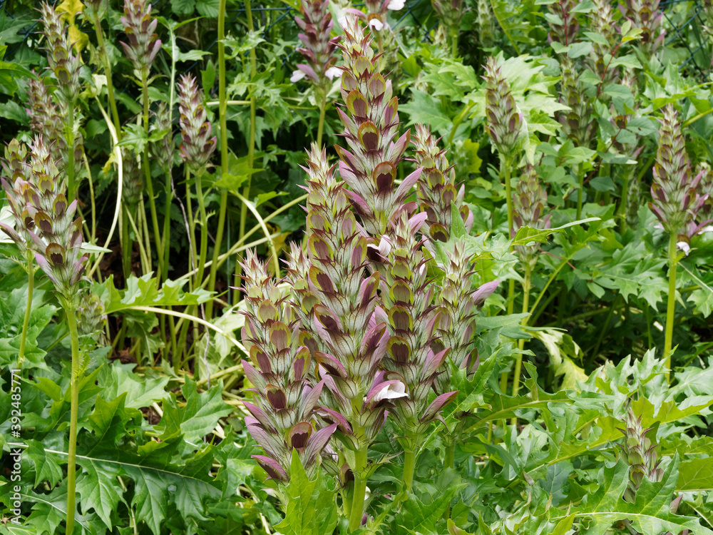 (Acanthus mollis) Acanthe molle au feuillage vert profond et luisant ...