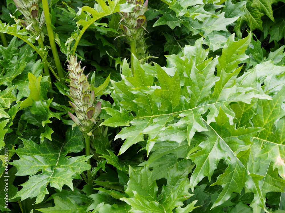 (Acanthus mollis) Acanthe molle au feuillage vert profond et luisant ...