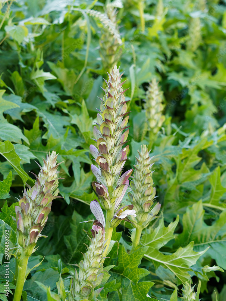 (Acanthus mollis) Acanthe à feuilles molles ou à feuilles larges à ...