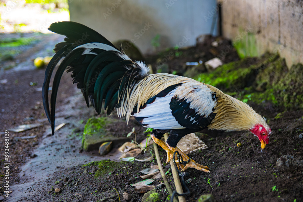 Gallo de pelea con hermosos colores y vistosas plumas. Estos son ...