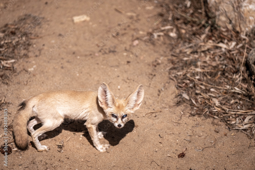 Funny unusually large ears. Fennec fox. Small crepuscular fox native to ...