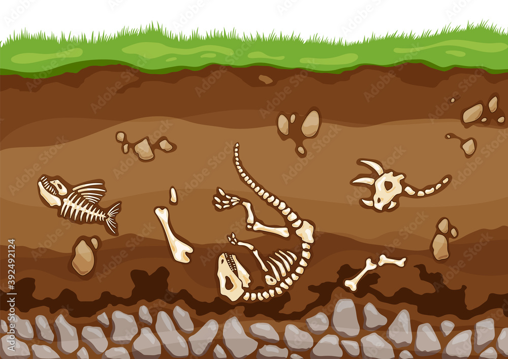 Soil layers with bones. Surface horizons with fossil reptile skeleton ...