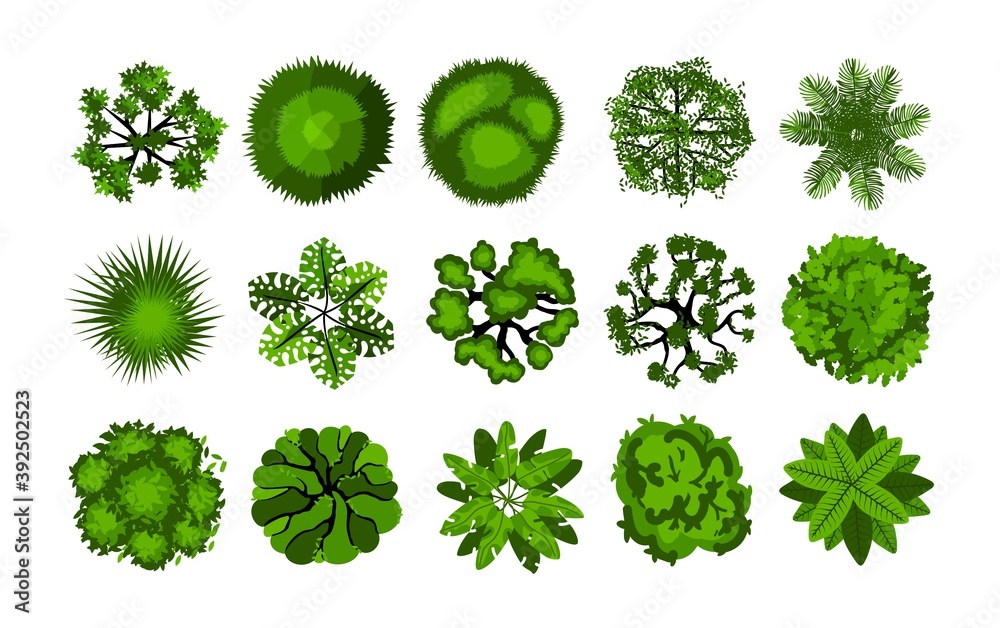 Tree from above. Top view of bushes for architectural and landscape ...
