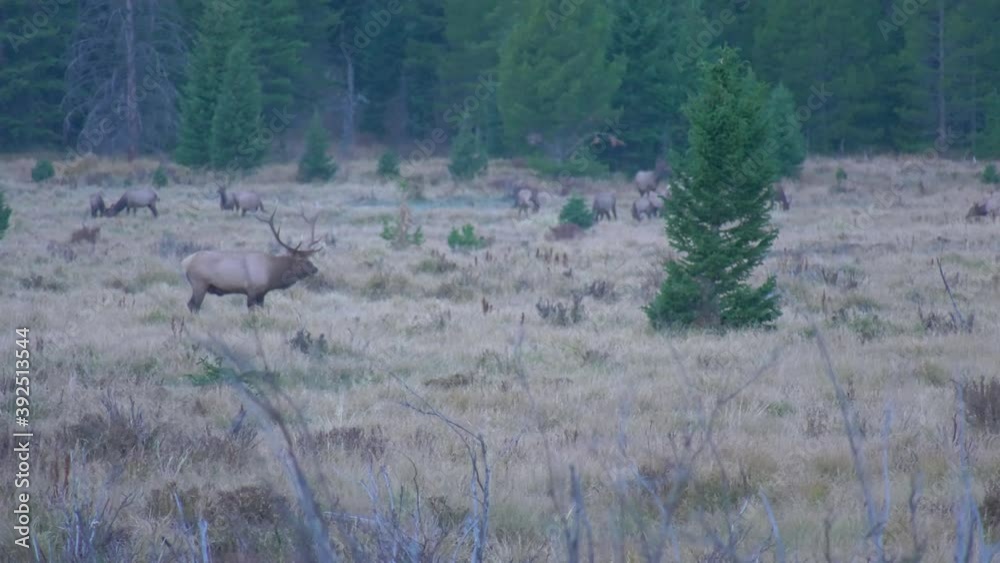 Bull elk running back and forth around herds of cows during the rut ...