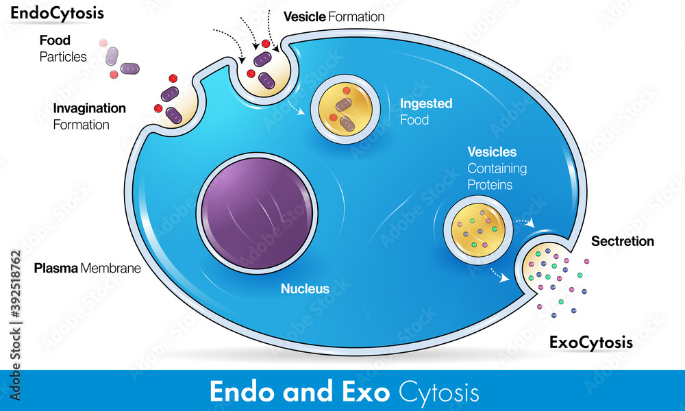 Mechanism of Endocytosis and exocytosis vector design with detailed ...