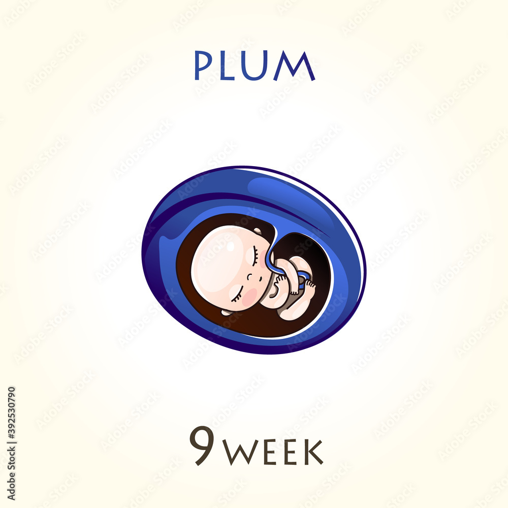 Stages of development of pregnancy, the size of the embryo for weeks ...