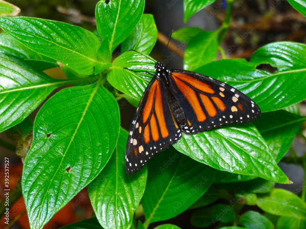 Mariposa Monarca Stock Photo | Adobe Stock