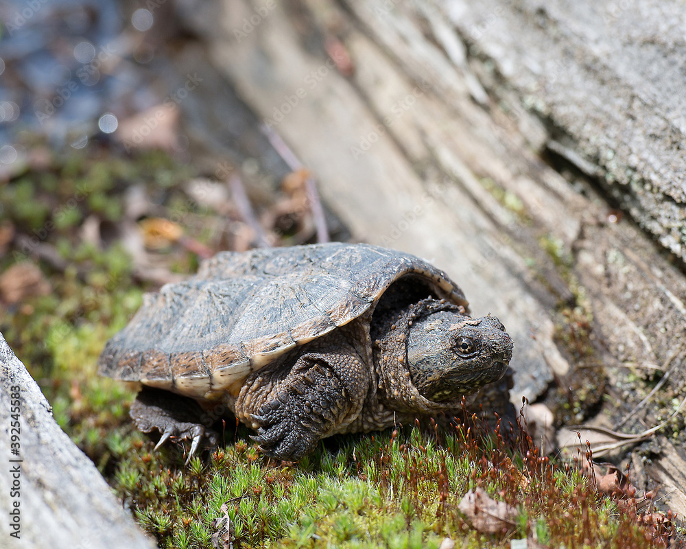 Turtle Snapping turtle photo. Snapping turtle head close-up profile ...