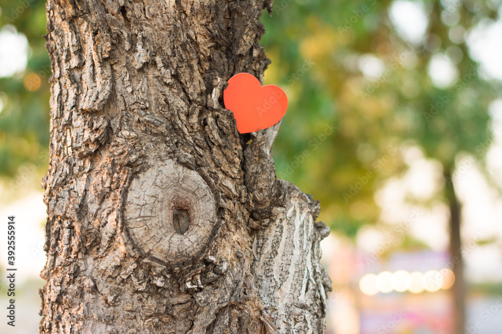 Love nature concept, woman give a hug behind tree, Tree hugging. Close ...