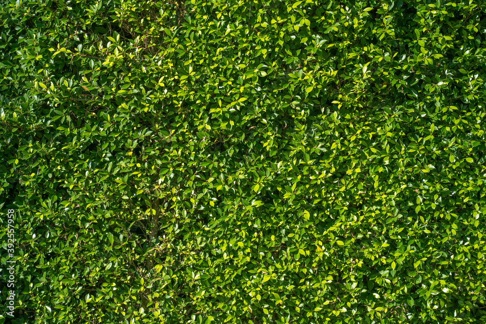 Ficus annulata for background. Stock Photo | Adobe Stock