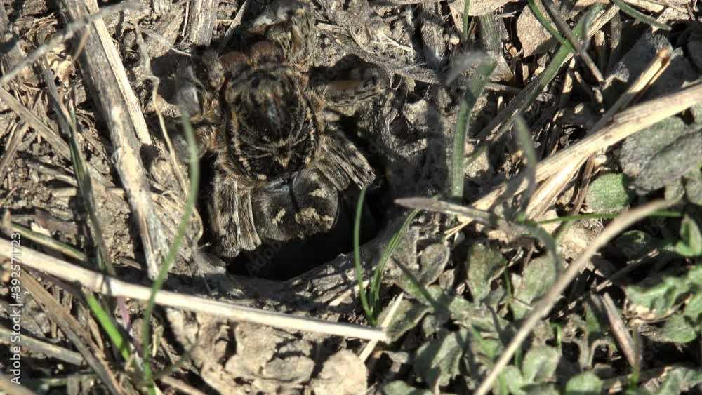 Burrowing wolf spider Sits on his burrow, waiting for insects to attack ...