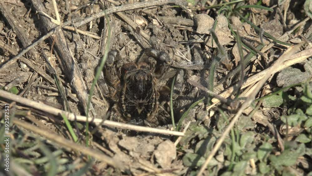 Burrowing wolf spider, large and furry, peeks out of its burrow ...