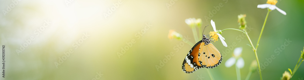 Nature of butterfly and flower in garden using as background ...