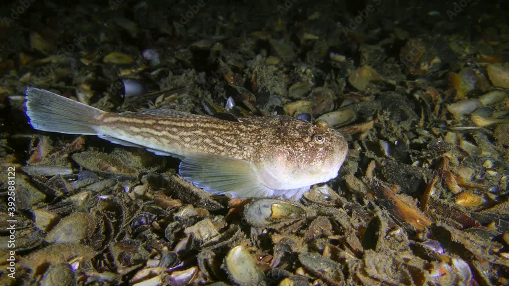Sea fish Atlantic stargazer (Uranoscopus scaber) lies on the seabed ...