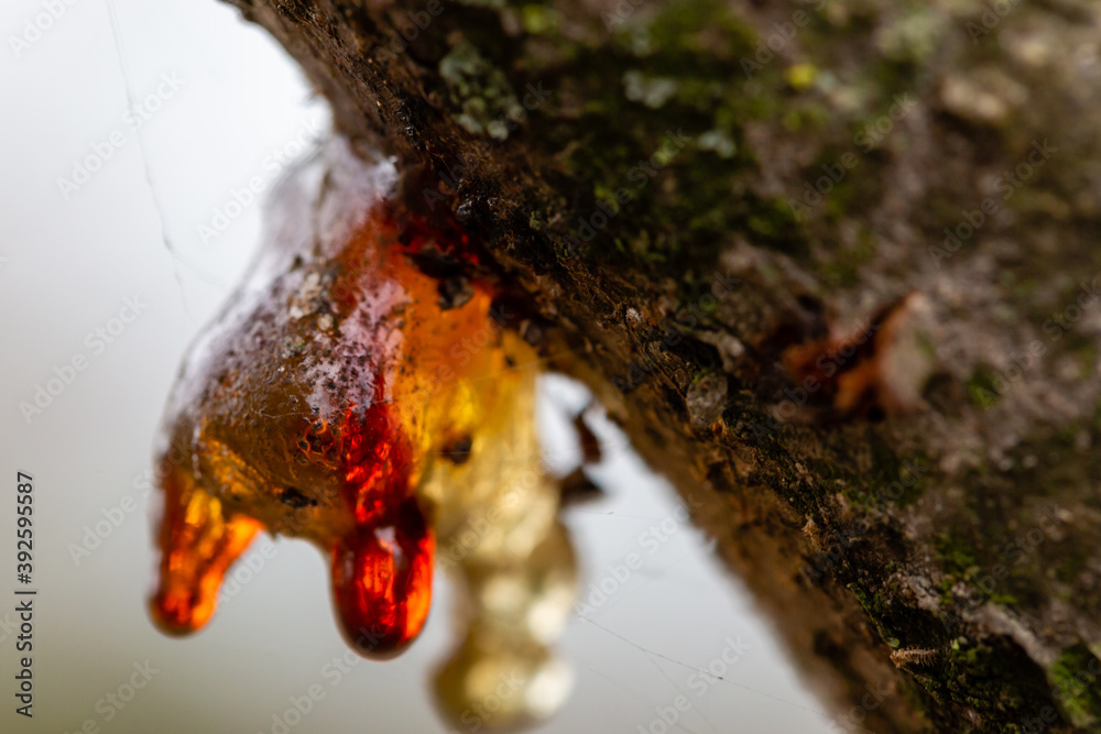 Gummosis, the formation of patches of a gummy substance on the surface ...