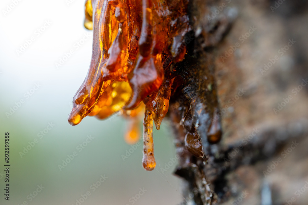 Gummosis, the formation of patches of a gummy substance on the surface ...