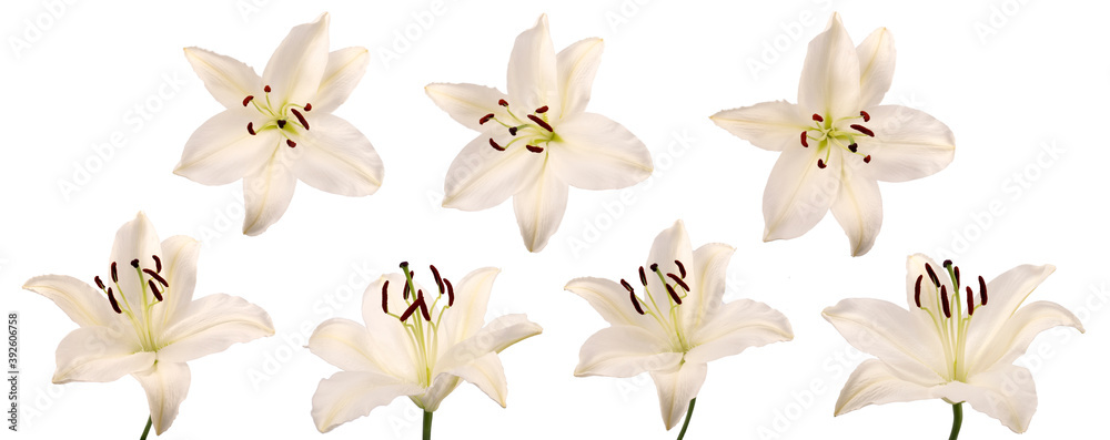 Isolated flower of the open Lílium candídum (snow-white Lily) in the ...