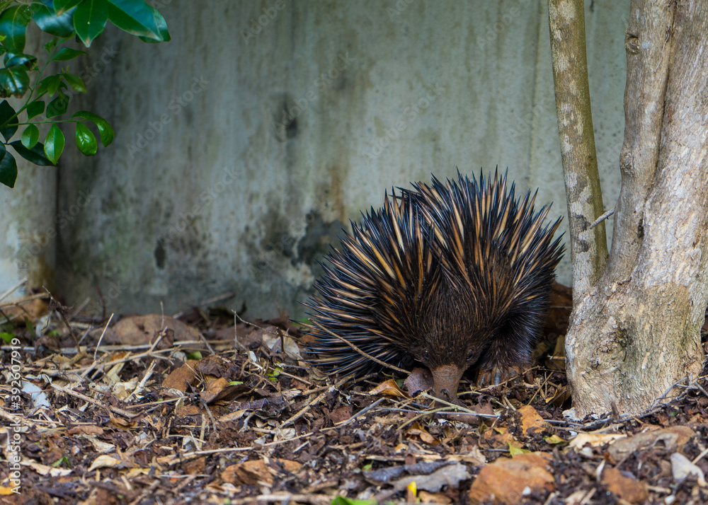 Short-beaked echidna digging in leaf litter Stock Photo | Adobe Stock