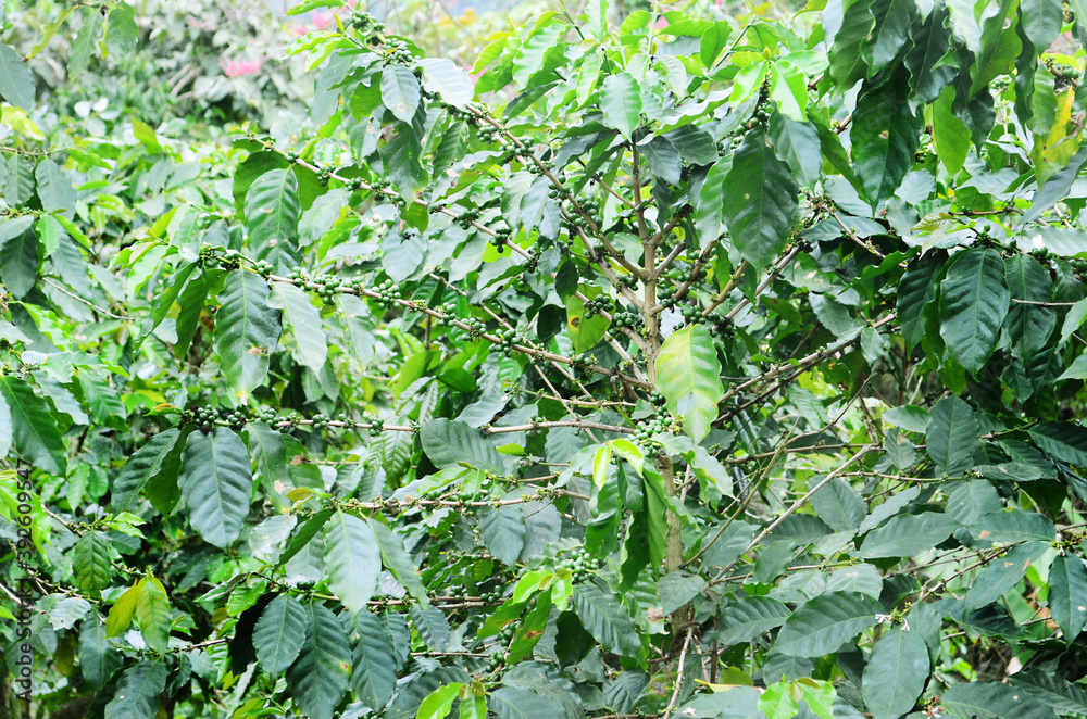 Large coffee tree growing on a farm in Puerto Rico. Puerto Rican coffee ...